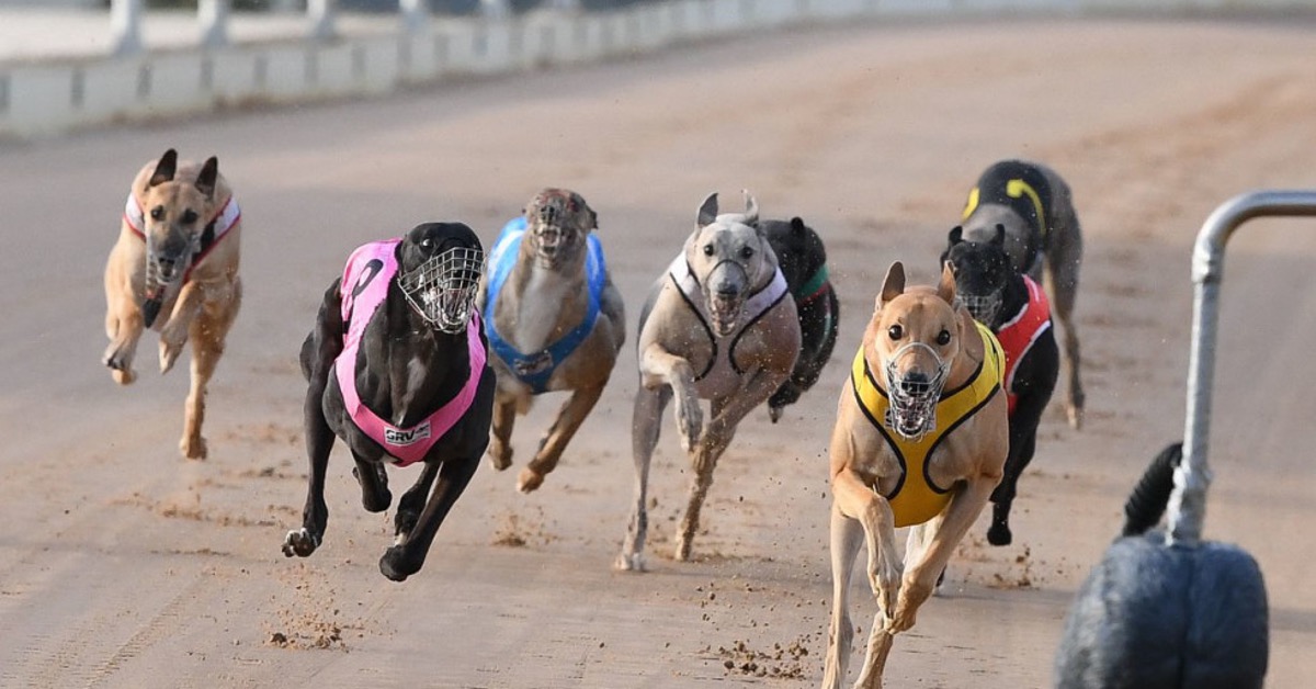 Sportsbets Greyhound Racing Victoria Partnership - KRUZEY